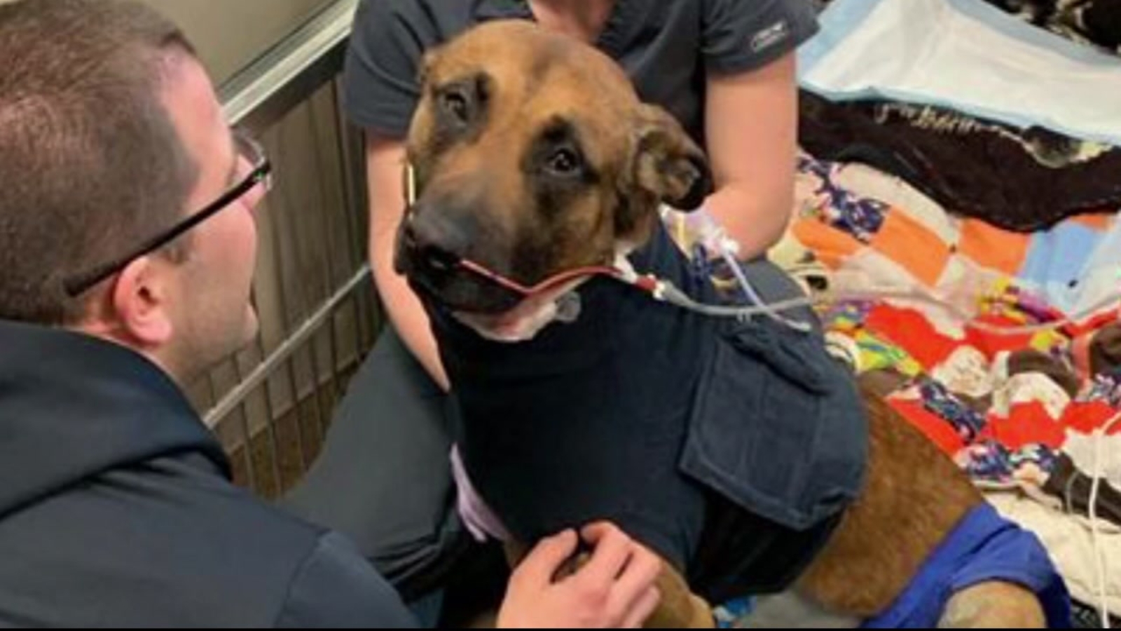 Green Bay K-9 officer stabbed while taking down suspect - ABC7 Los Angeles