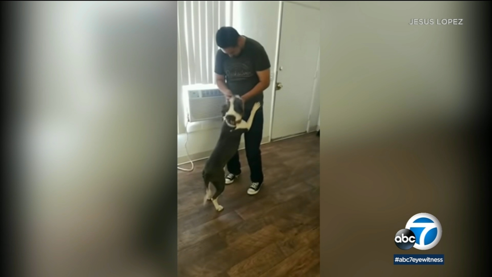 Lost pit bull reunited with IE owner after a year - ABC7 Los Angeles