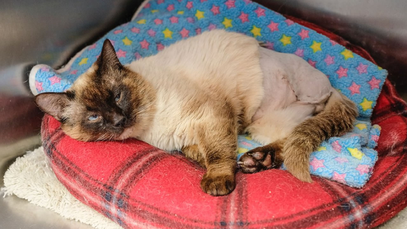 $10,000 reward offered after 4 cat shootings in Oakland - ABC7 San ...