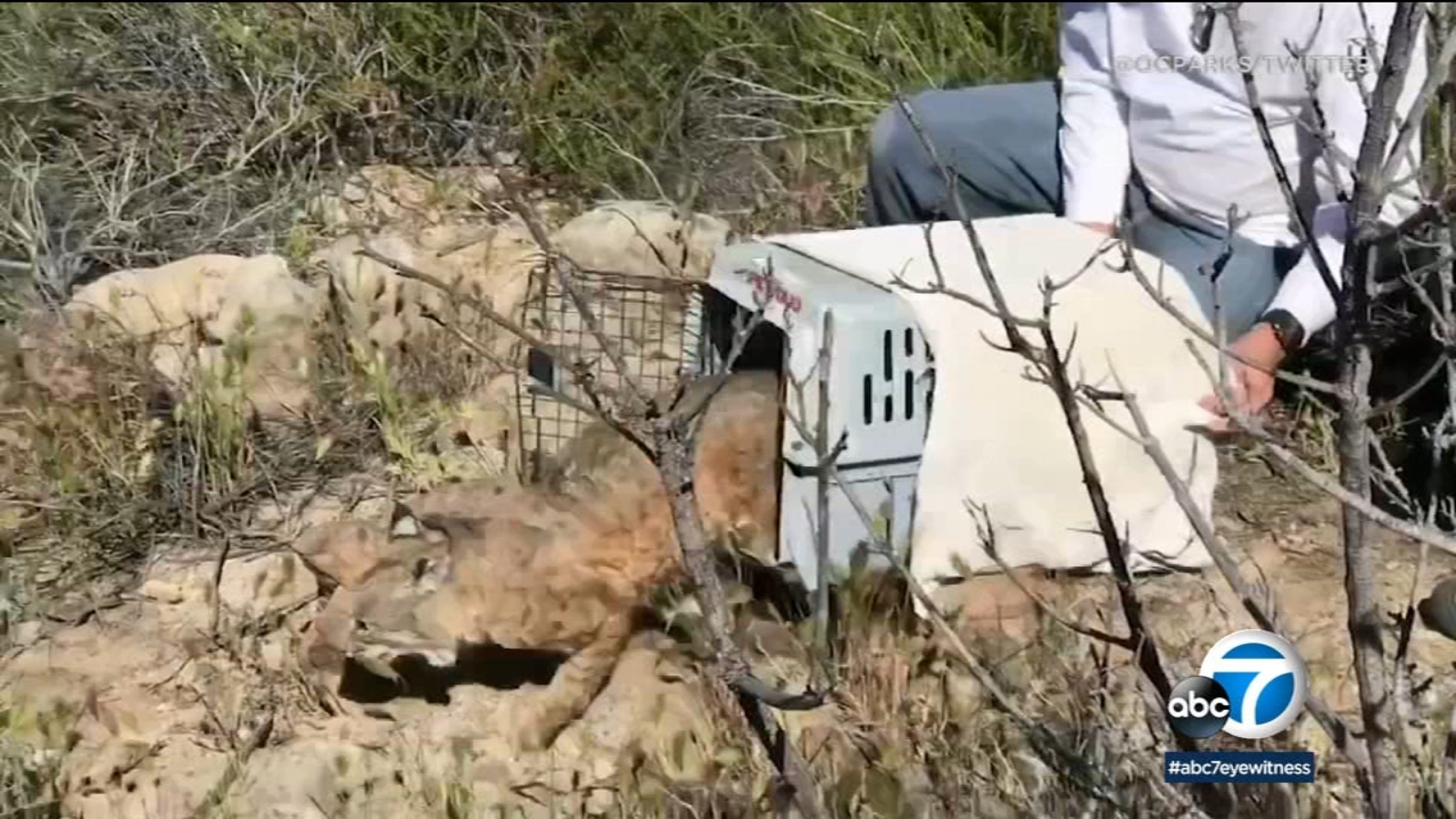 OC bobcat nursed back to health, released into wild after injury - ABC7 ...