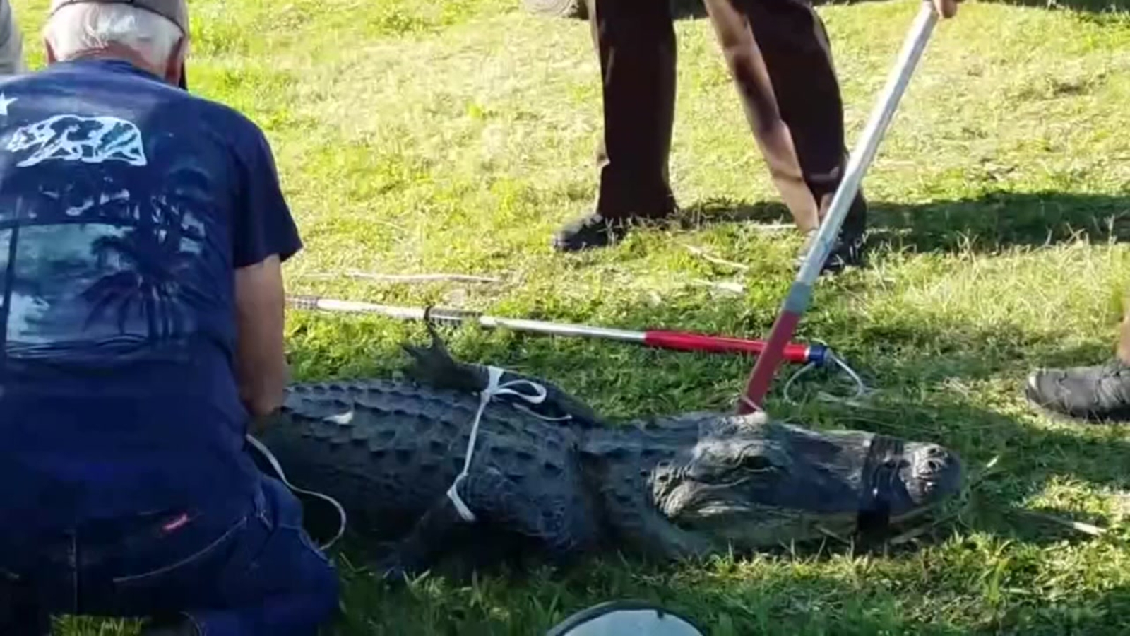 80-year-old man helps capture alligator in his backyard in southern ...