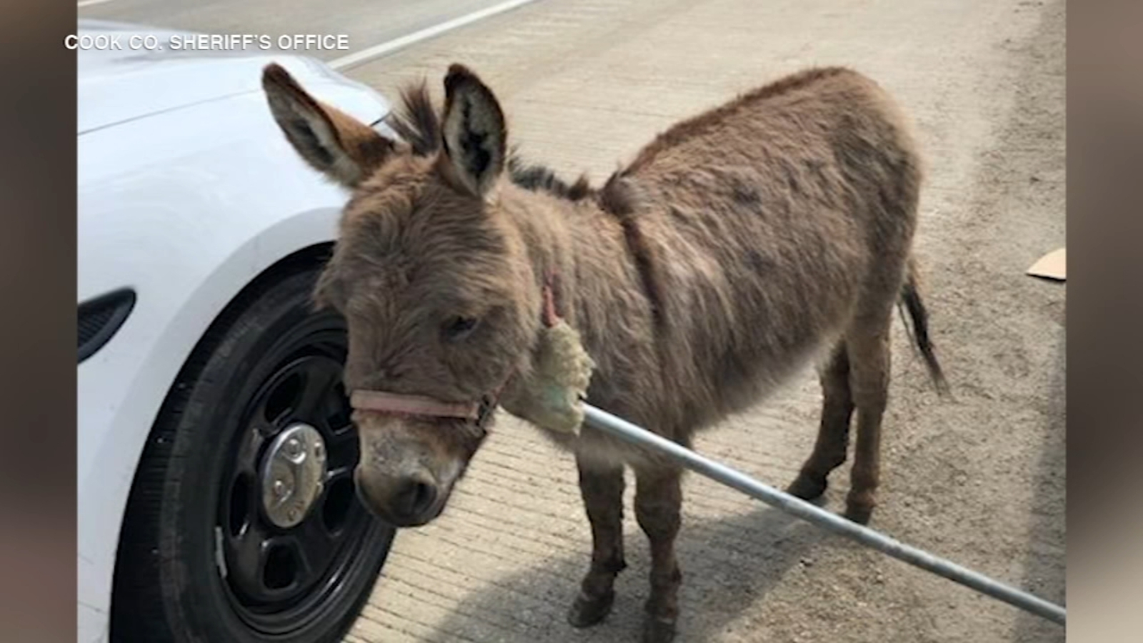 VIDEO: Cook County Sheriff's Officer rescues donkey wandering on I-90 ...