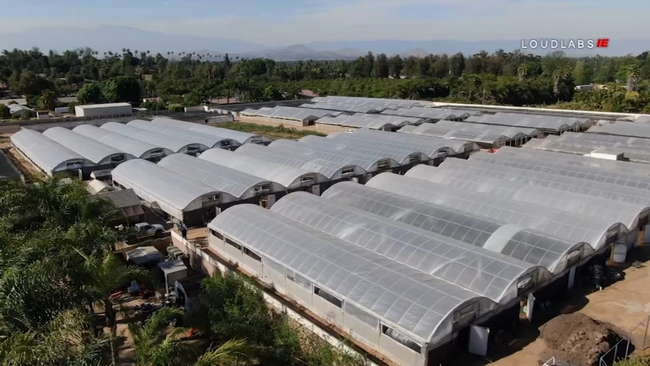 VIDEO: Riverside authorities bust one of largest pot farms ever ...
