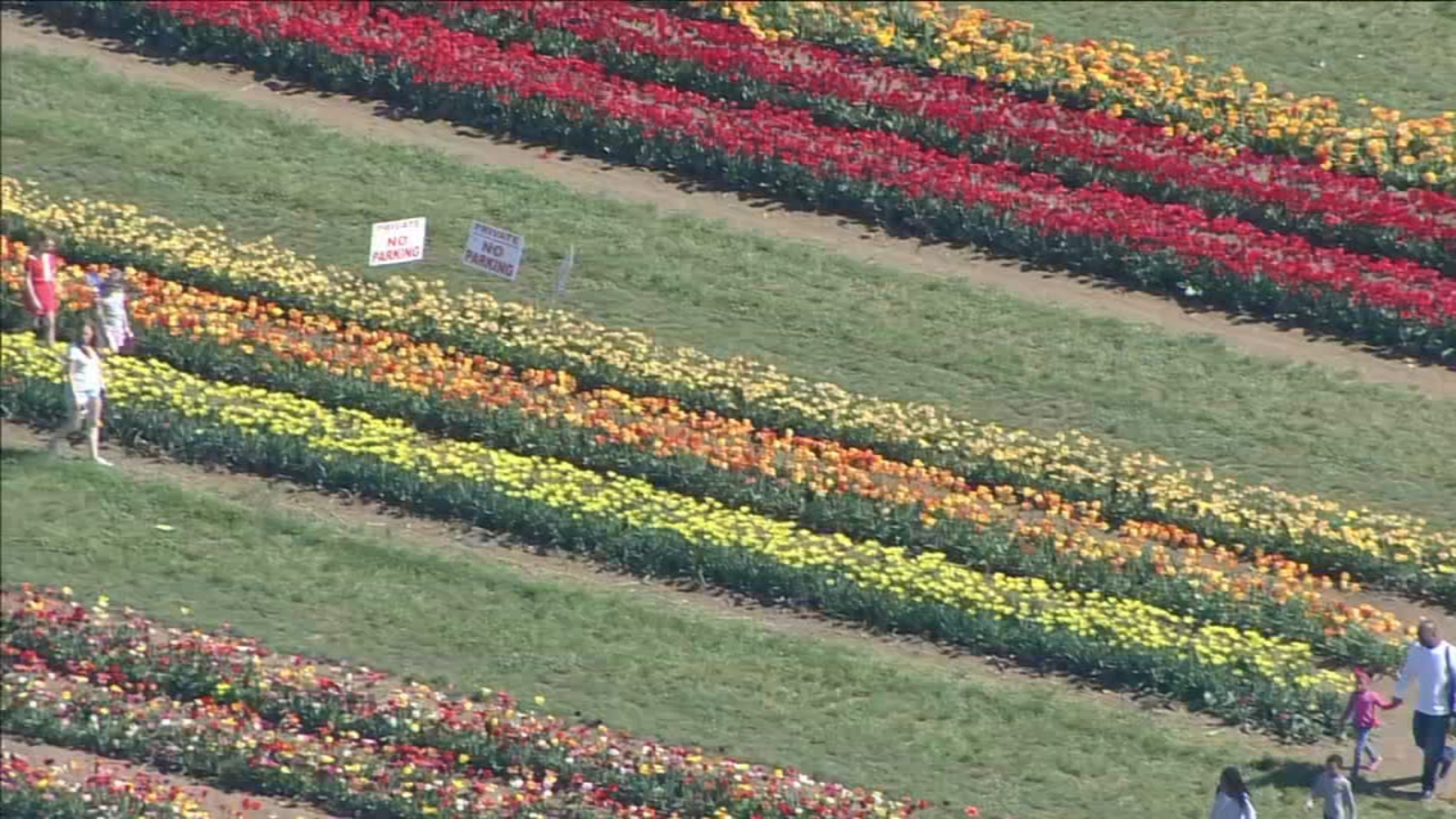 Tulip festival in full bloom - 6abc Philadelphia