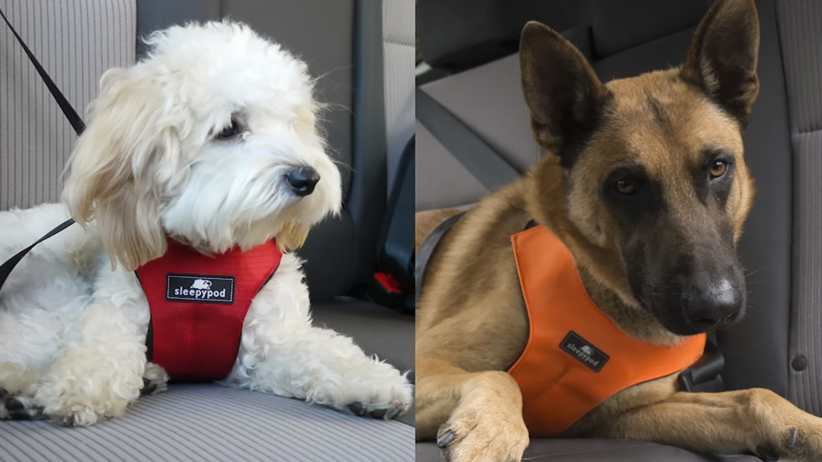 Car expert talks about how to keep your four-legged friends safe while ...
