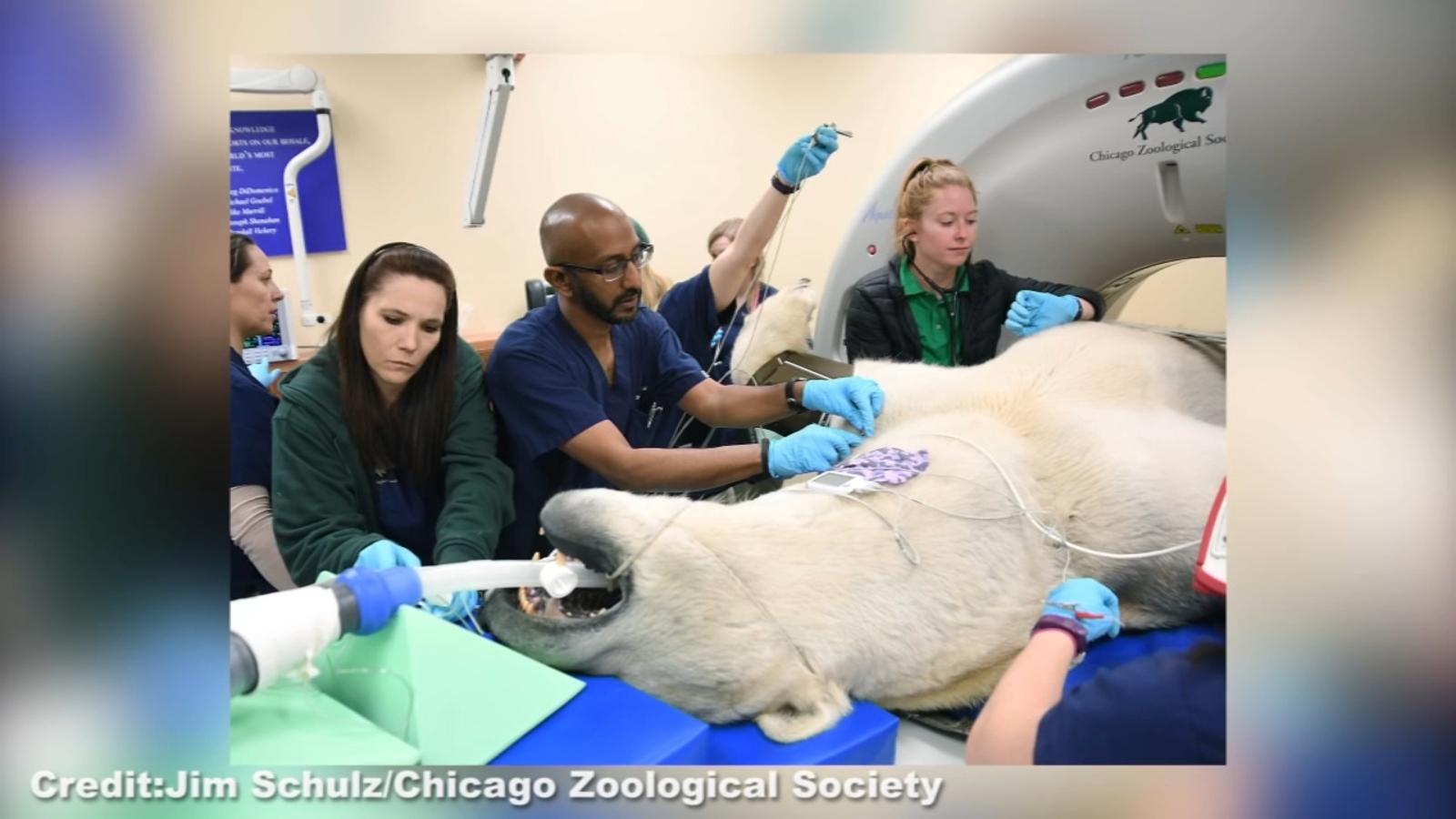Polar bear gets his first CT scan at Brookfield Zoo - ABC7 Chicago