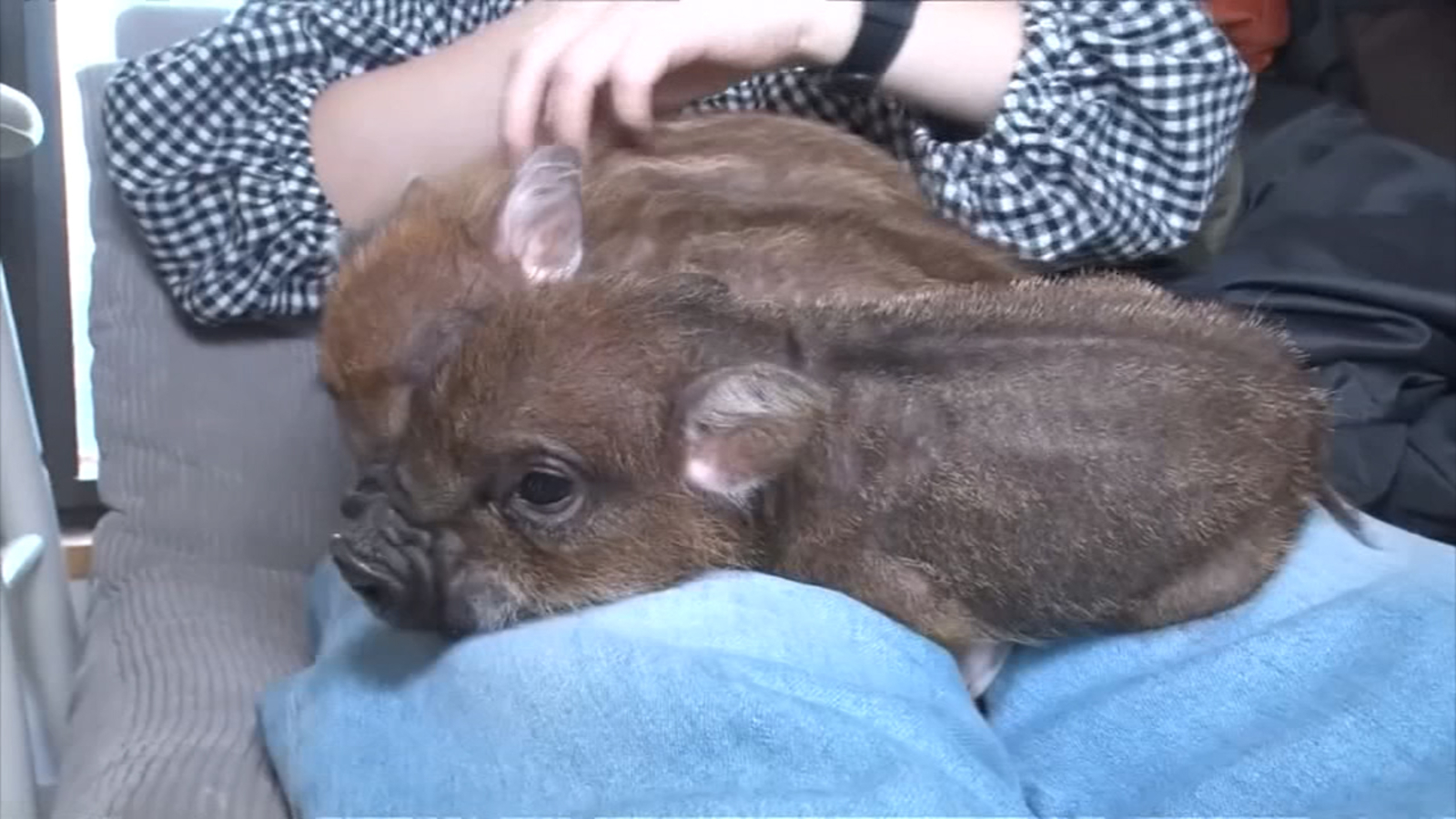 CUTE VIDEO: Play with adorable micro-pigs at this Tokyo café - ABC11 ...