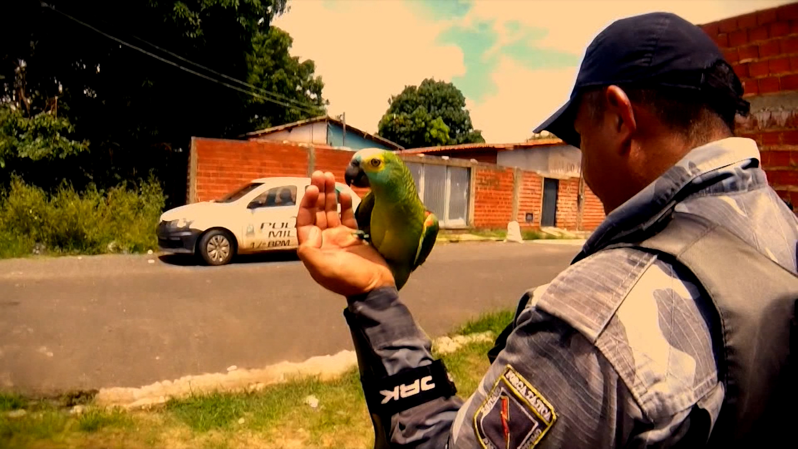 Brazilian Parrot seized after warning owners of police arrival - ABC7 ...