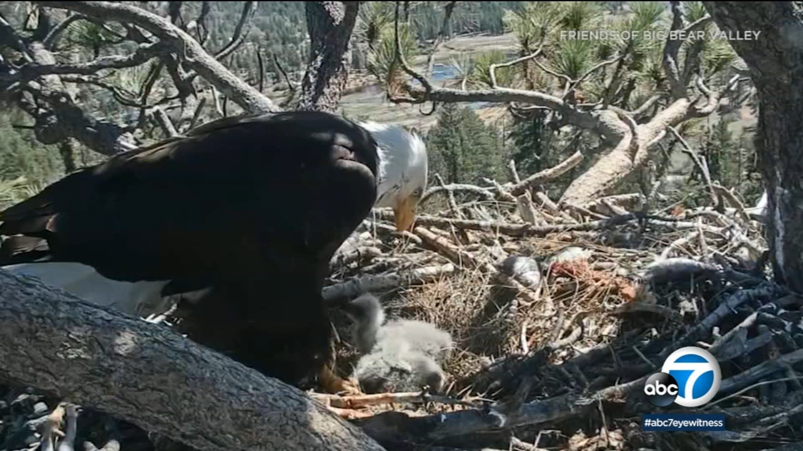 Big Bear bald eagles: Eaglets' names chosen - ABC7 Los Angeles