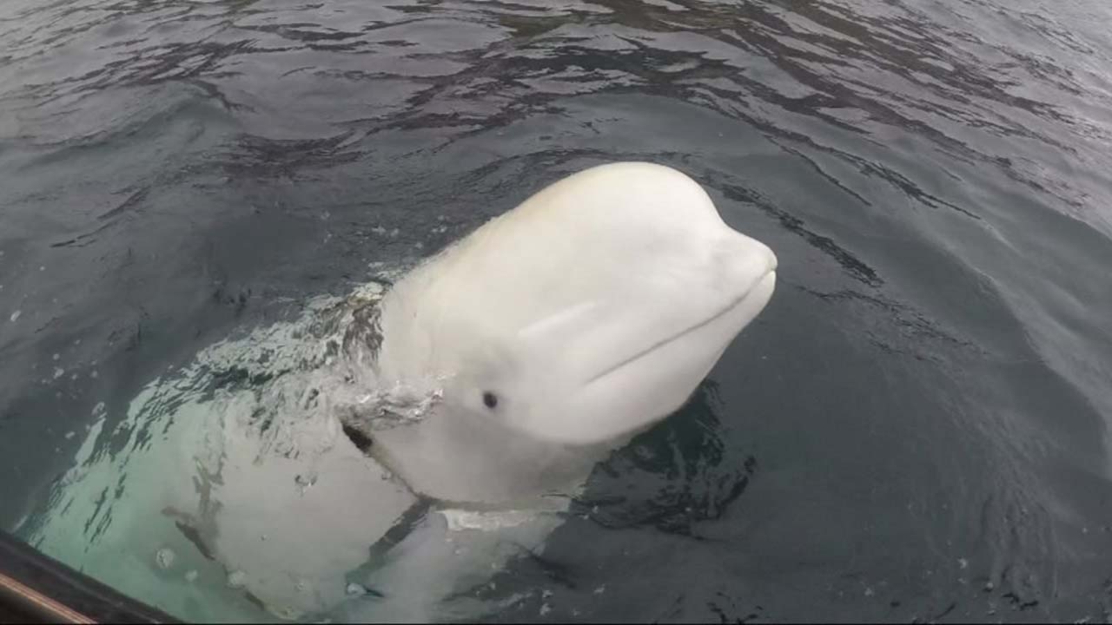 Beluga whale wearing harness may have been trained by Russian Navy ...