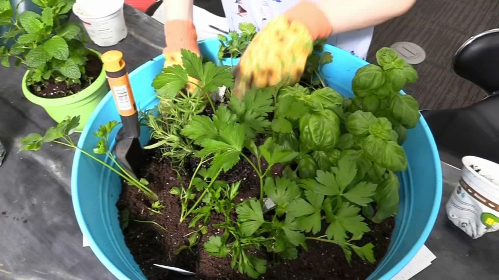 What's the Deal: DIY herb garden in a bucket - 6abc Philadelphia