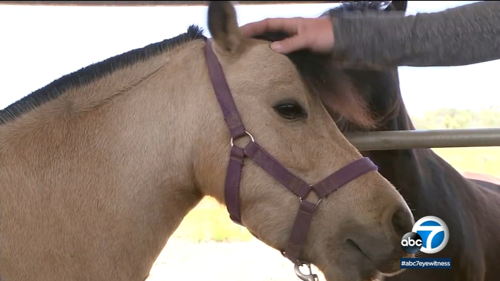 Rumble the mini horse found safe after stolen in Riverside County ...