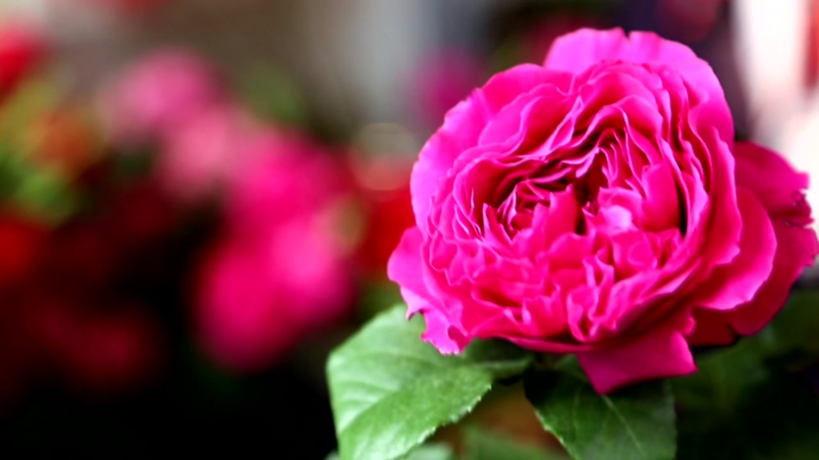 Floral fails top BBB Mother's Day complaints - ABC11 Raleigh-Durham