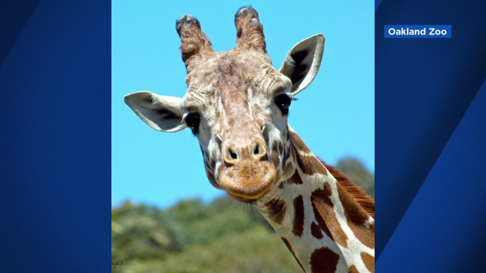 Oakland Zoo mourns death of beloved giraffe - ABC7 San Francisco