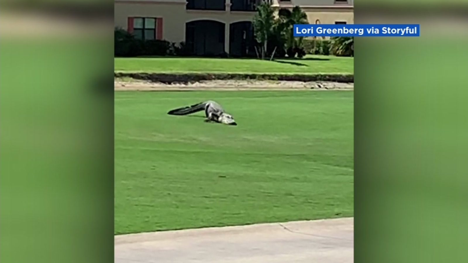 3-legged alligator slowly hobbles across Florida golf course, follows ...