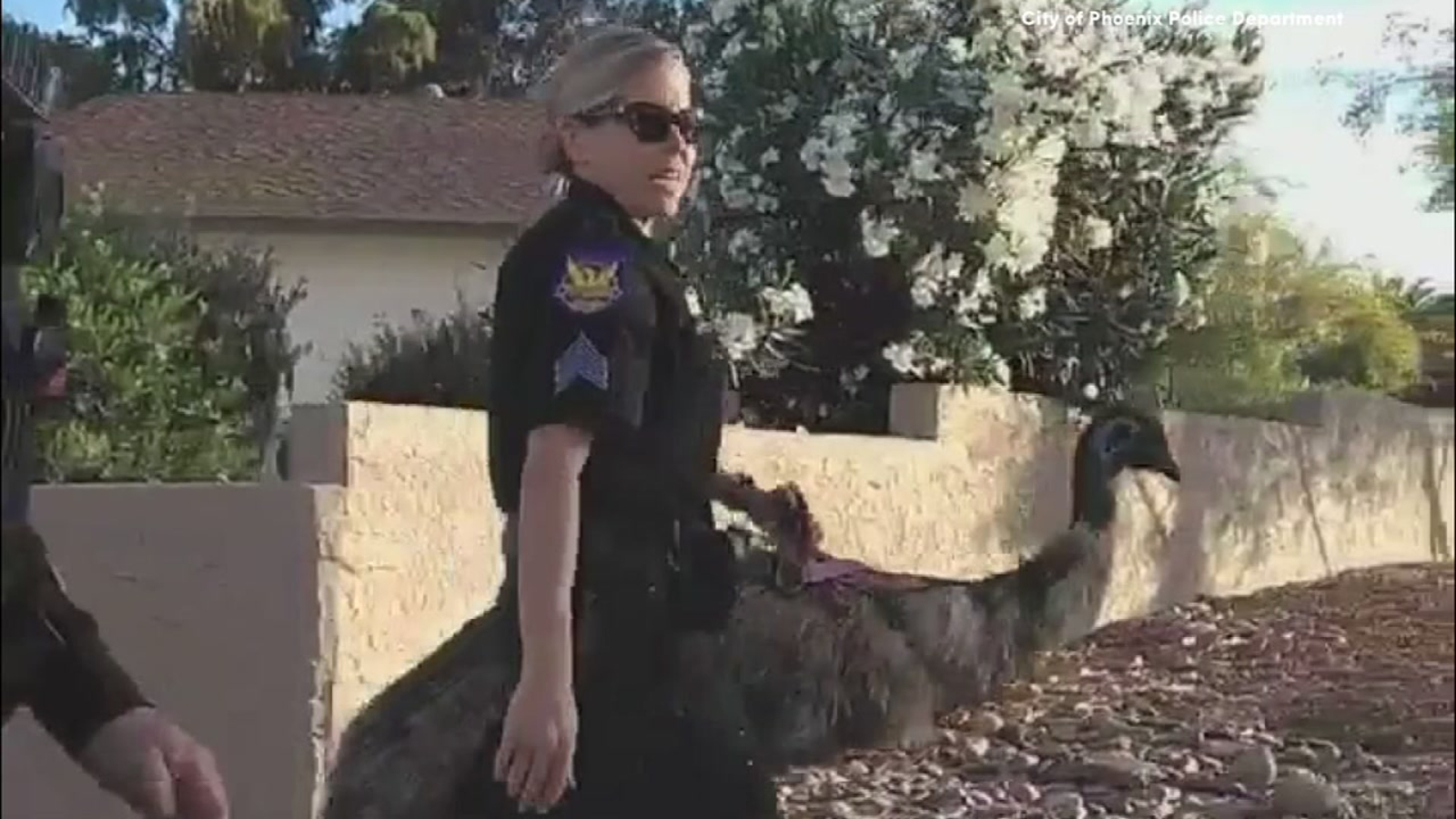 Emu found wandering streets in Phoenix, Arizona - ABC7 Los Angeles