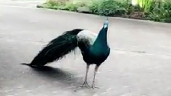 Emu found wandering streets in Phoenix, Arizona - ABC7 Los Angeles