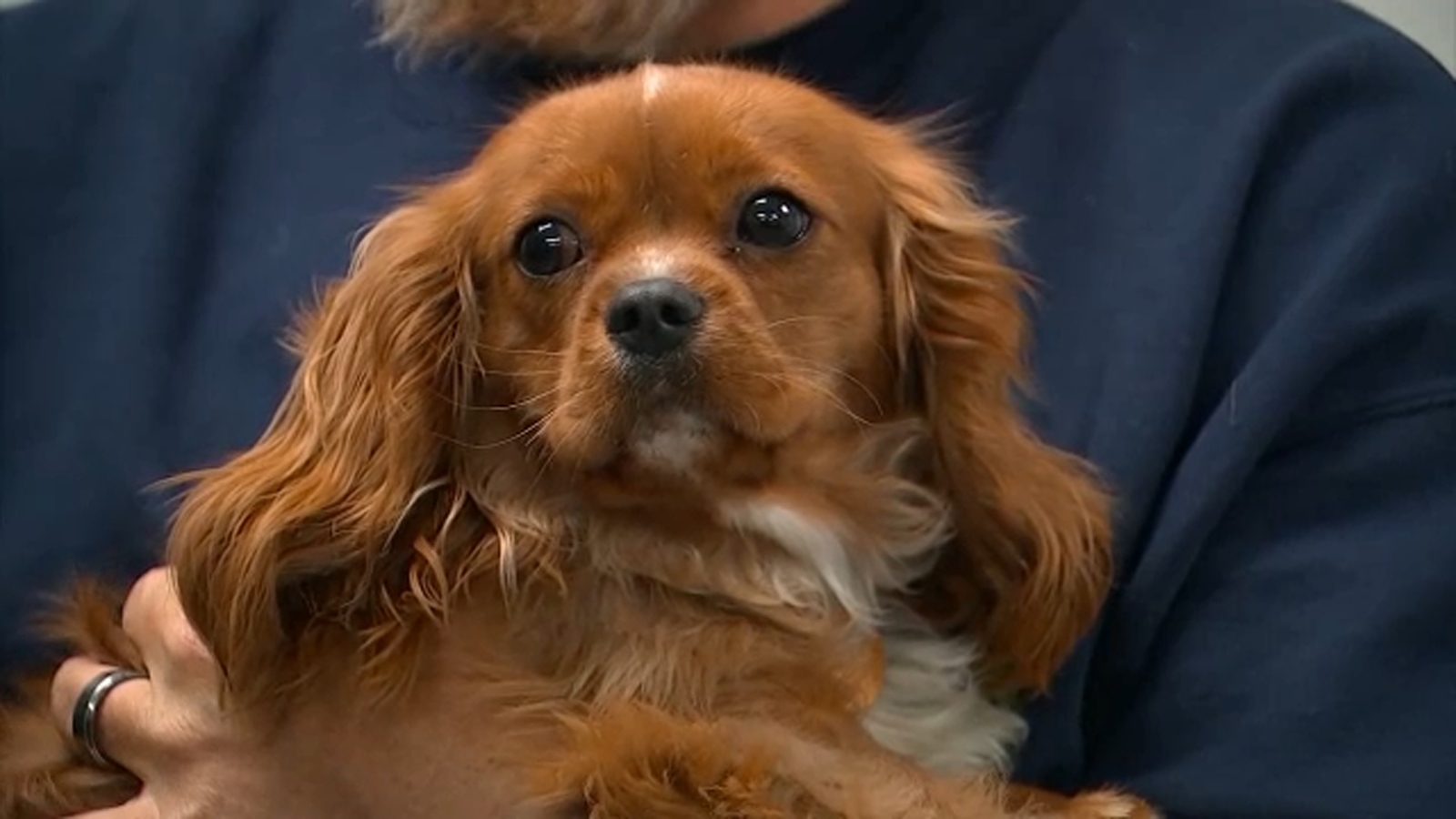 Dog in fraternity keg stand video now in care of Nassau SPCA - ABC7 New ...