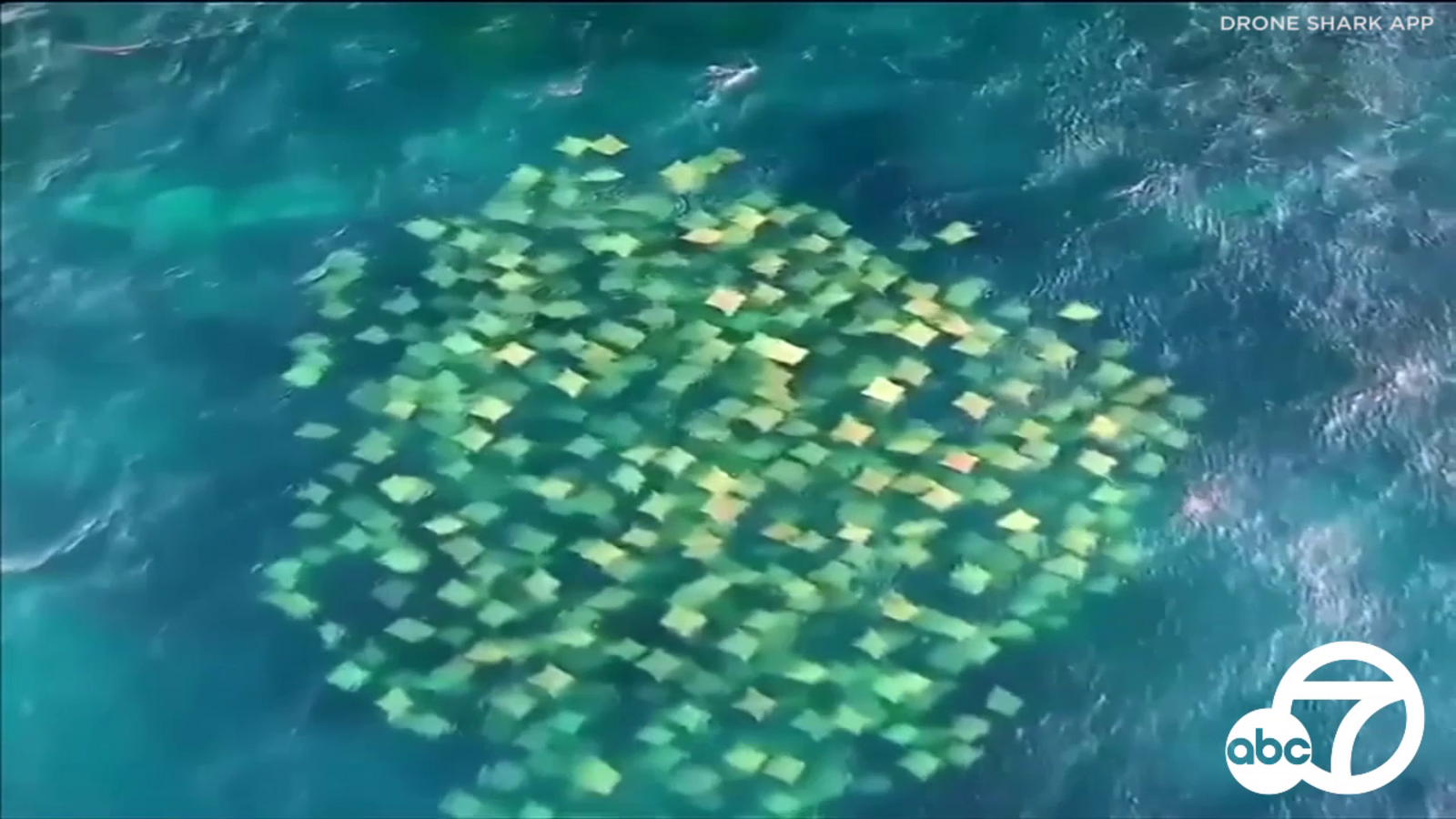 MAJESTIC VIDEO: School of stingrays swims off Australian coast - ABC7 ...