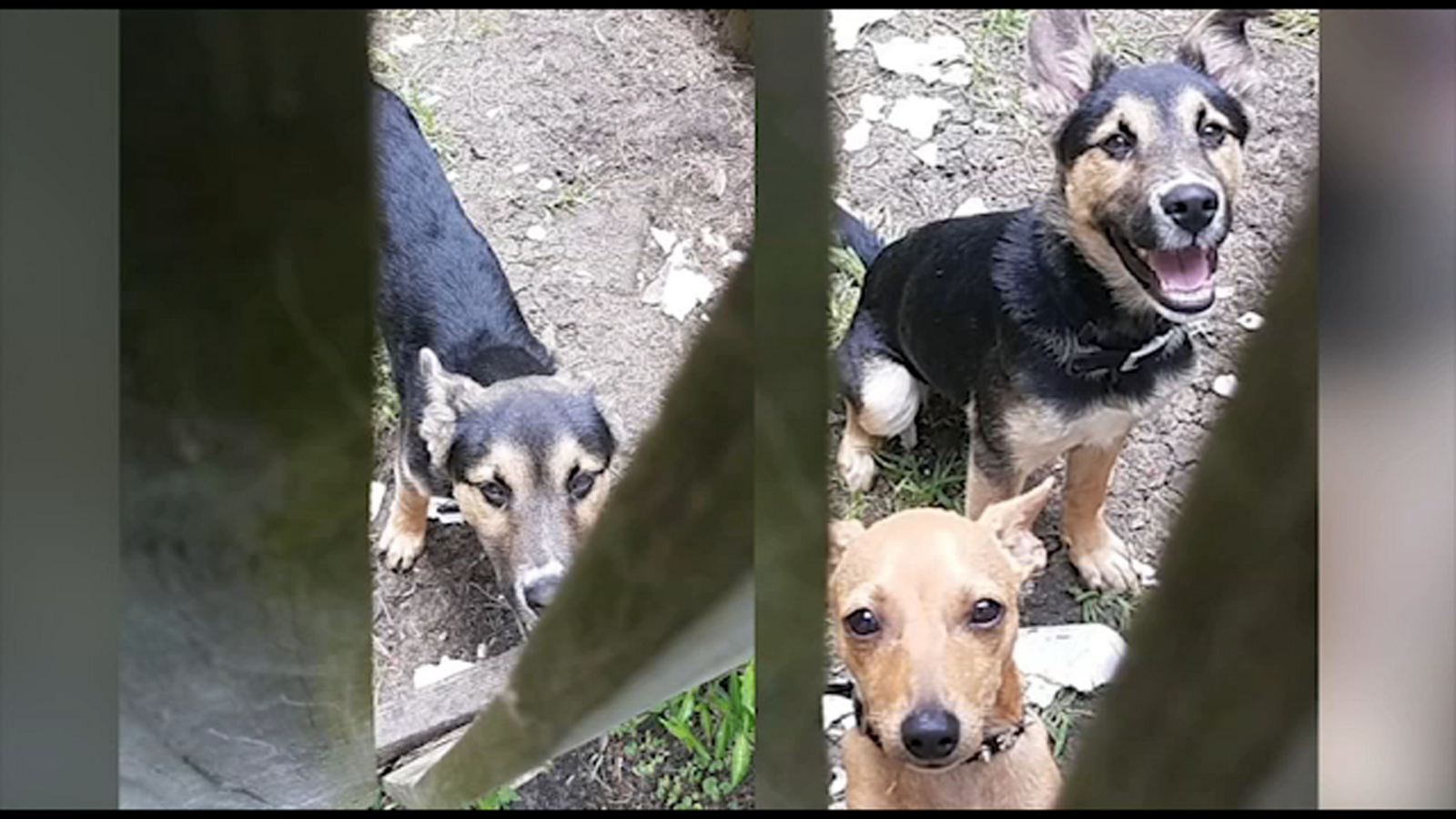 Dogs left behind found without food, water and bones visible through ...