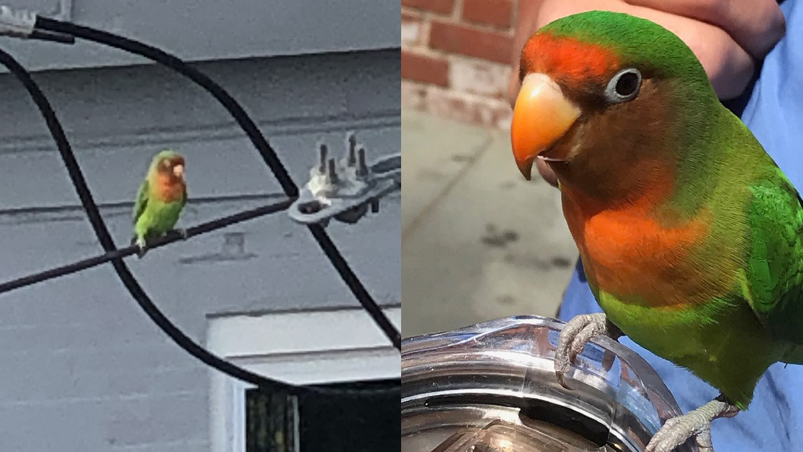 Wandering lovebird popping up all over in South Philly community - 6abc ...