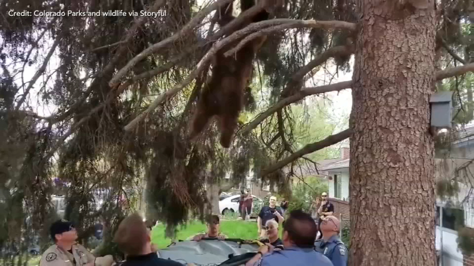 Wildlife officials catch tranquilized bear falling from tree in ...
