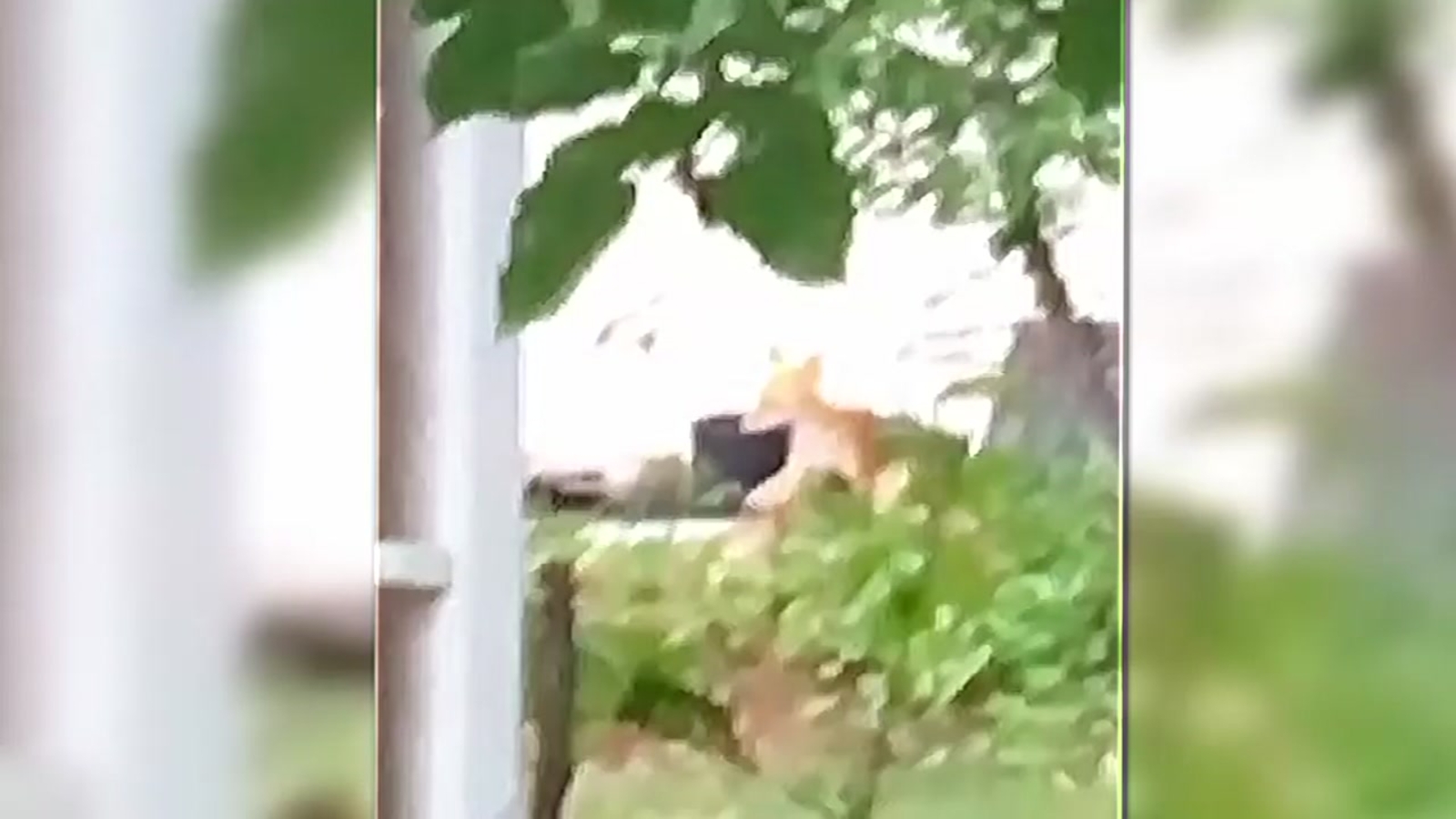 Several fox sightings spark fears for Fayetteville family - ABC11 ...