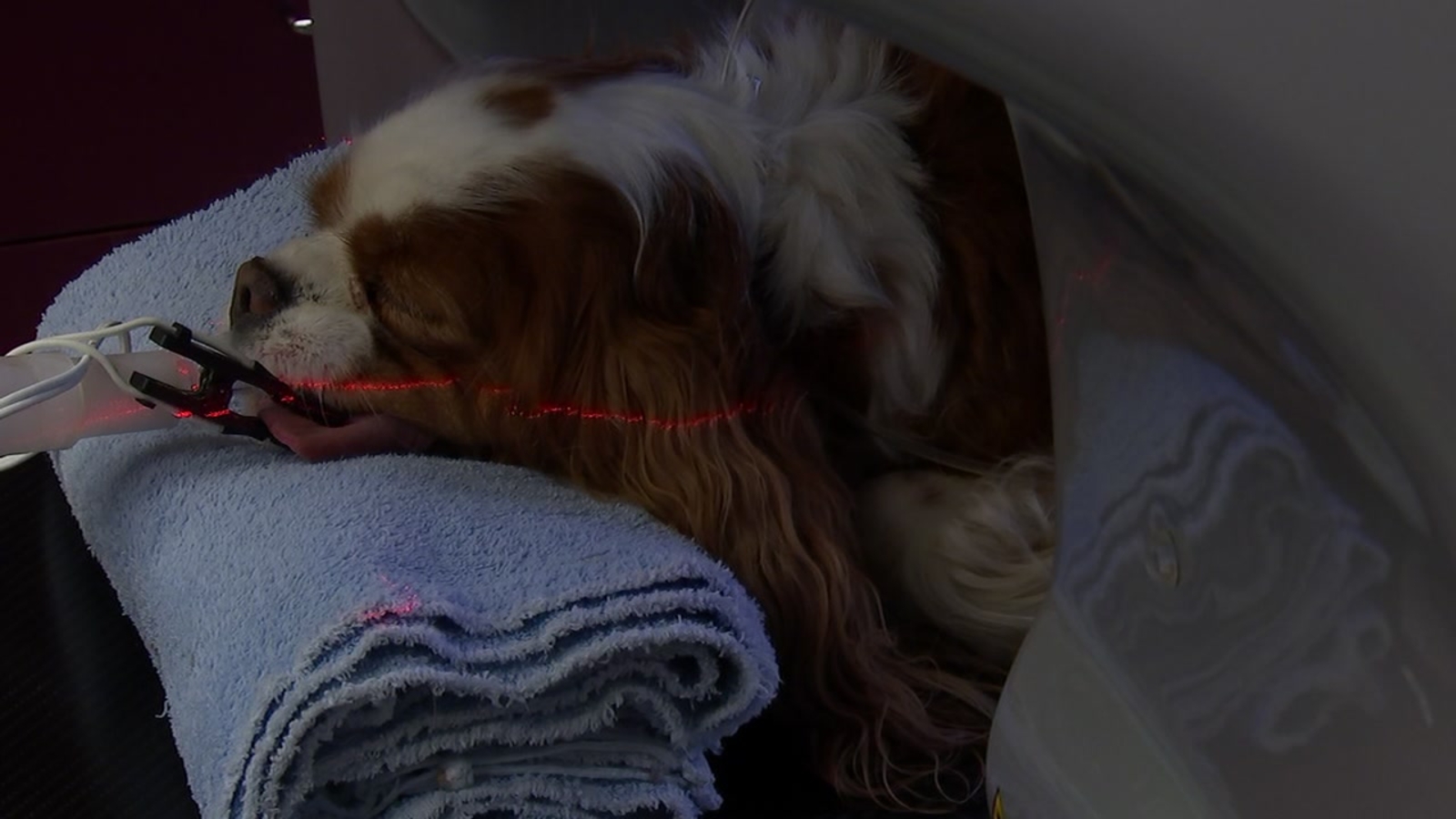 VIMAGO: Groundbreaking veterinarian technology now available at Raleigh ...