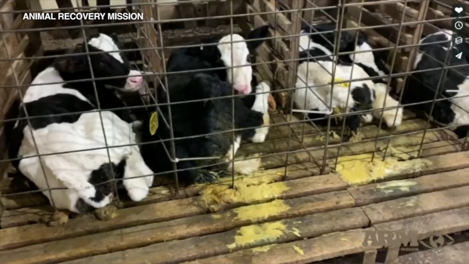 Fair Oaks Dairy Farm animal abuse allegations, video prompt Jewel Osco ...