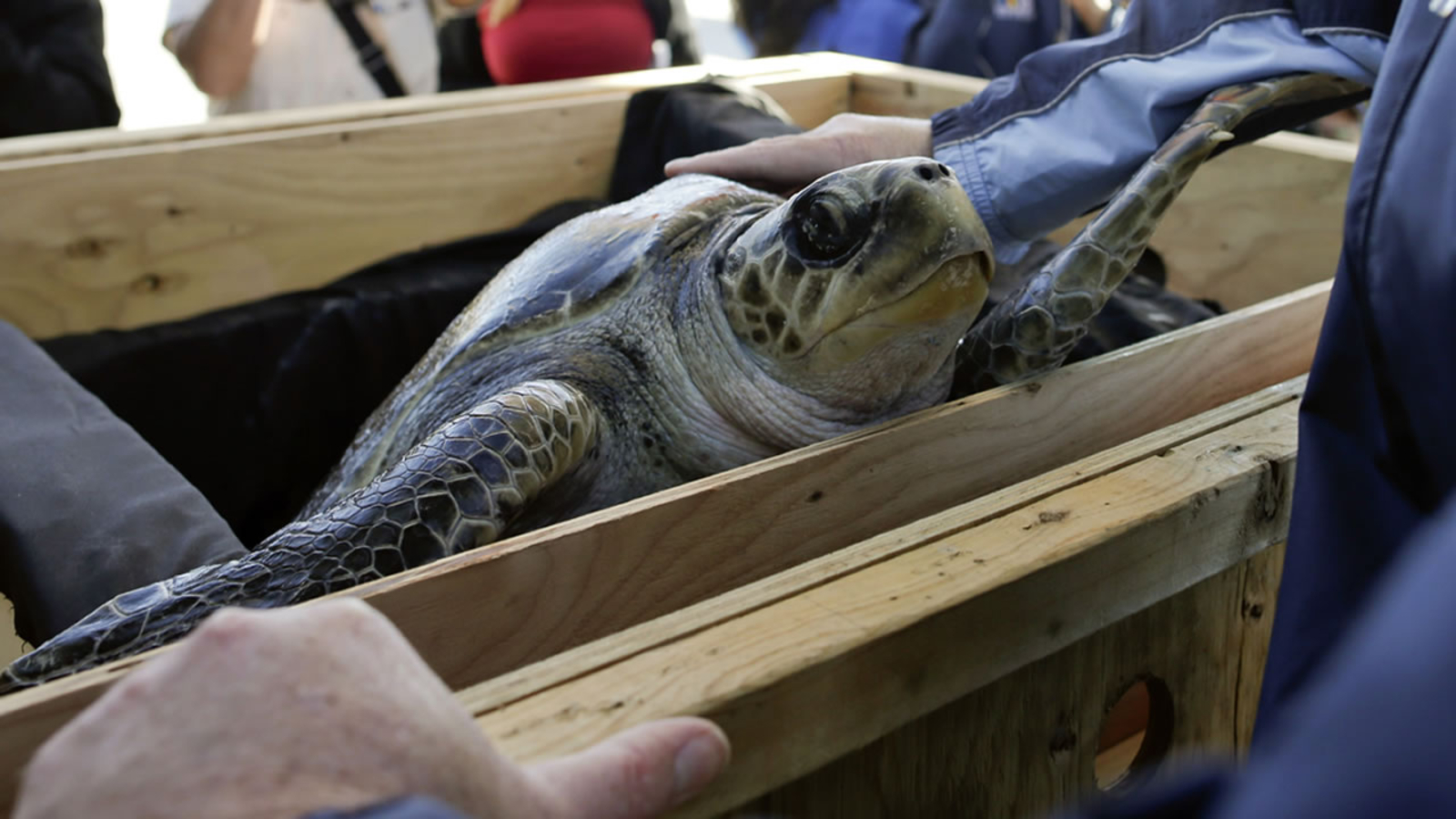 Rescued sea turtle airlifted to San Diego on training flight - ABC7 San ...