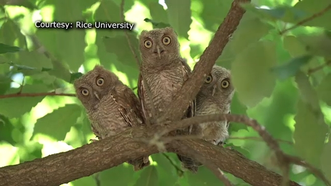 Rice university | abc13.com