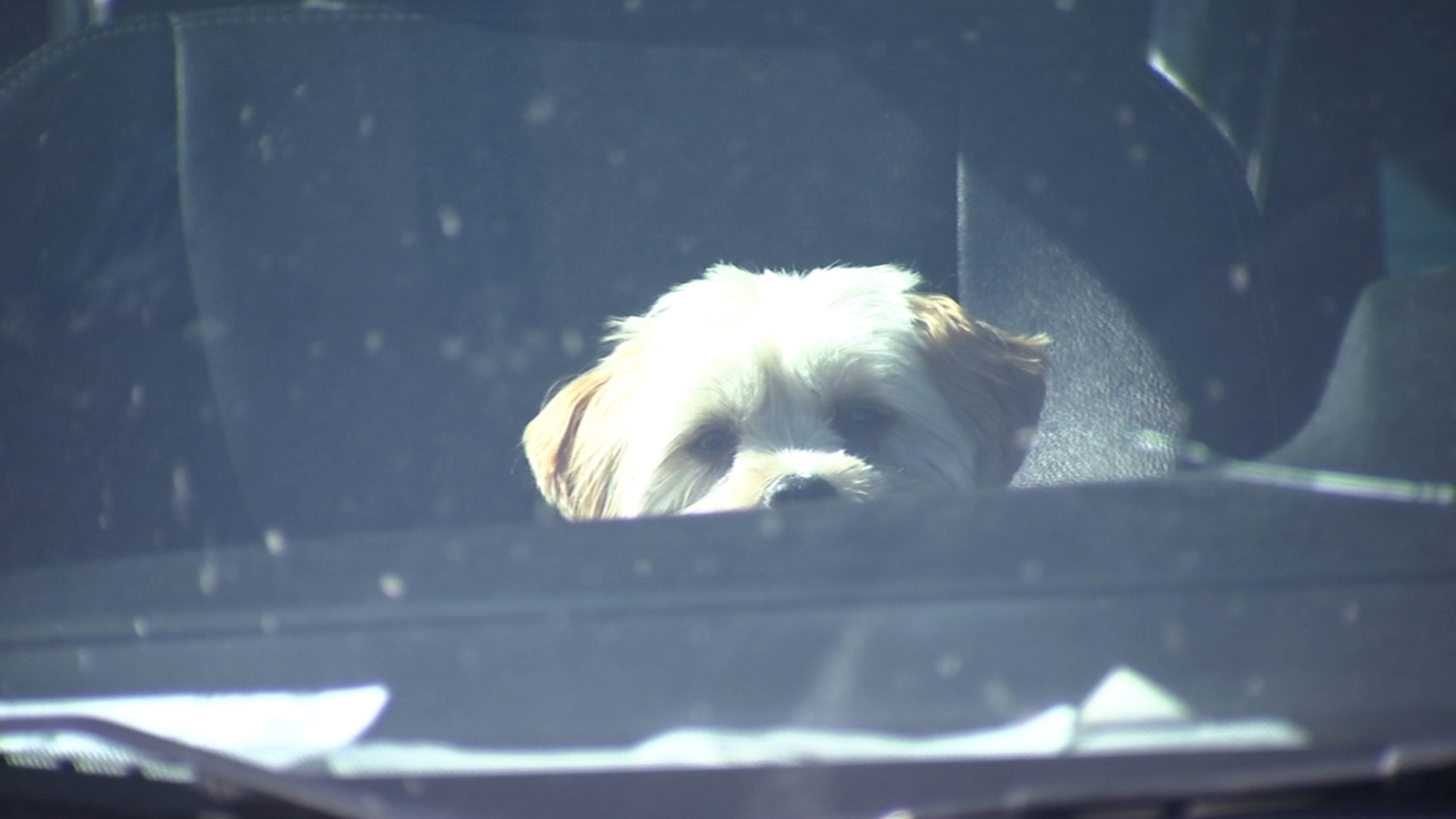 Experts reminding people to keep their pets safe during heat wave ...