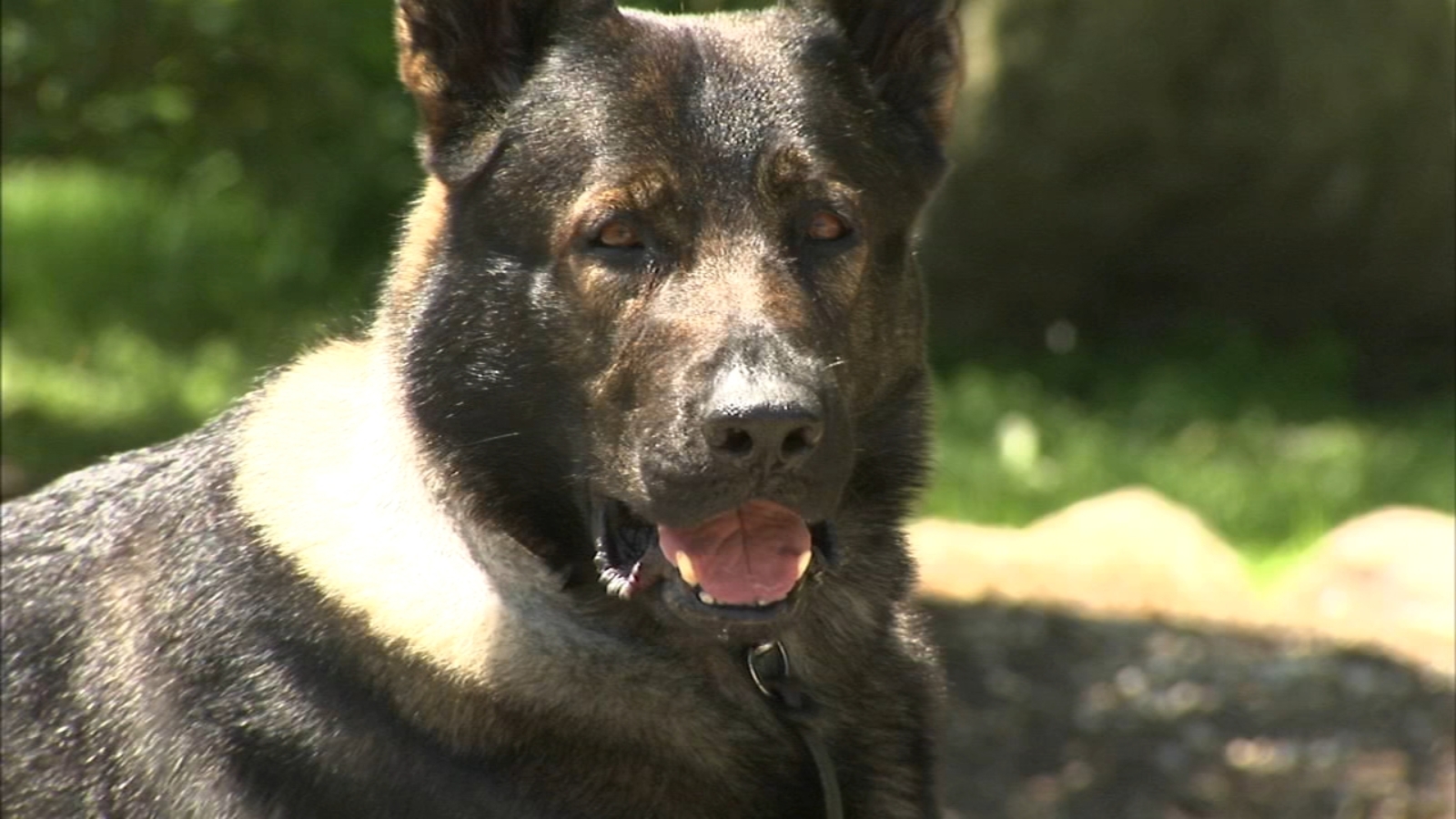 Vote for Dax: Lake County Sheriff's Office K-9 in finals at 2019 ...