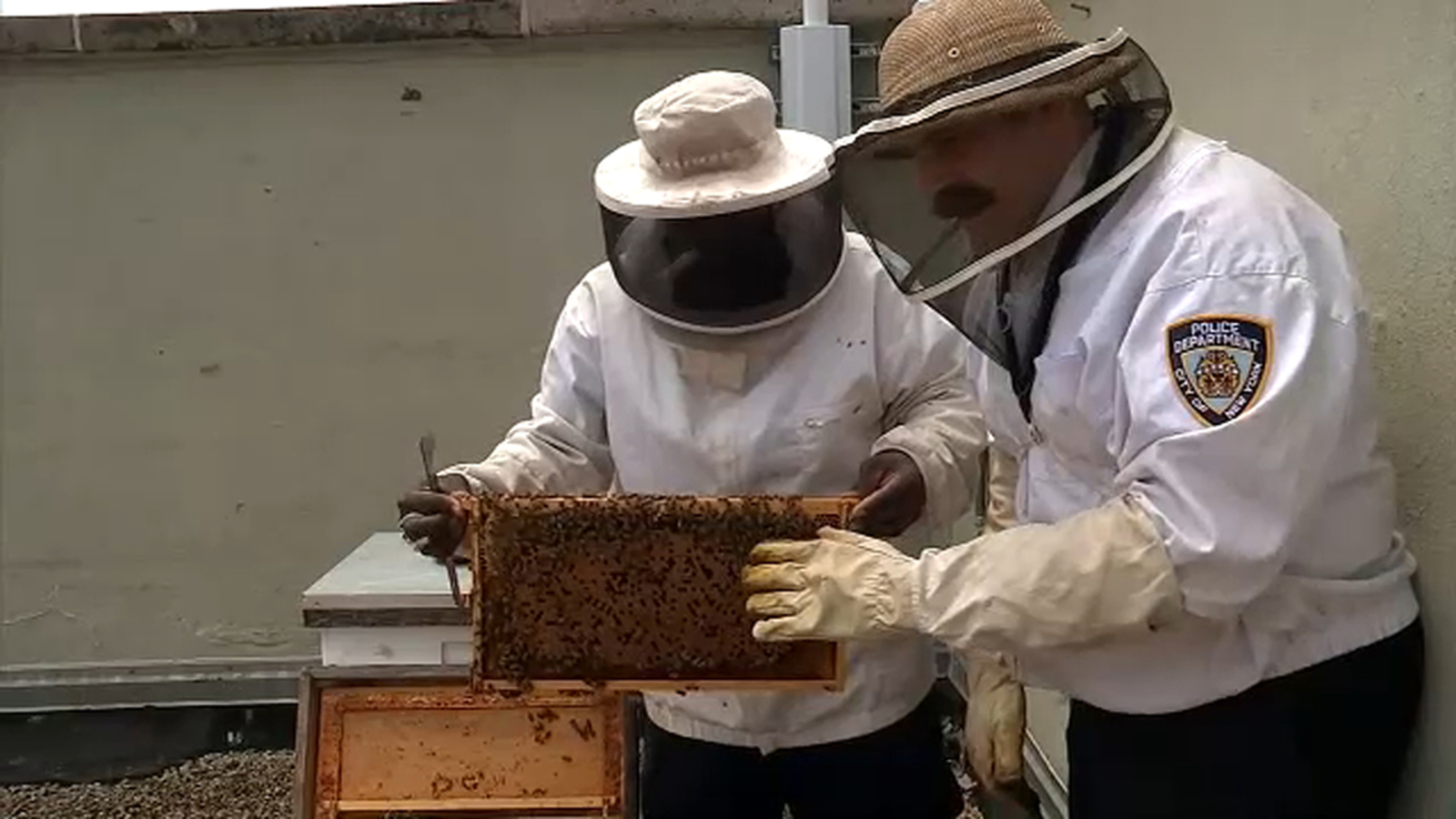 Meet the NYPD's busy team of official beekeepers - ABC7 New York