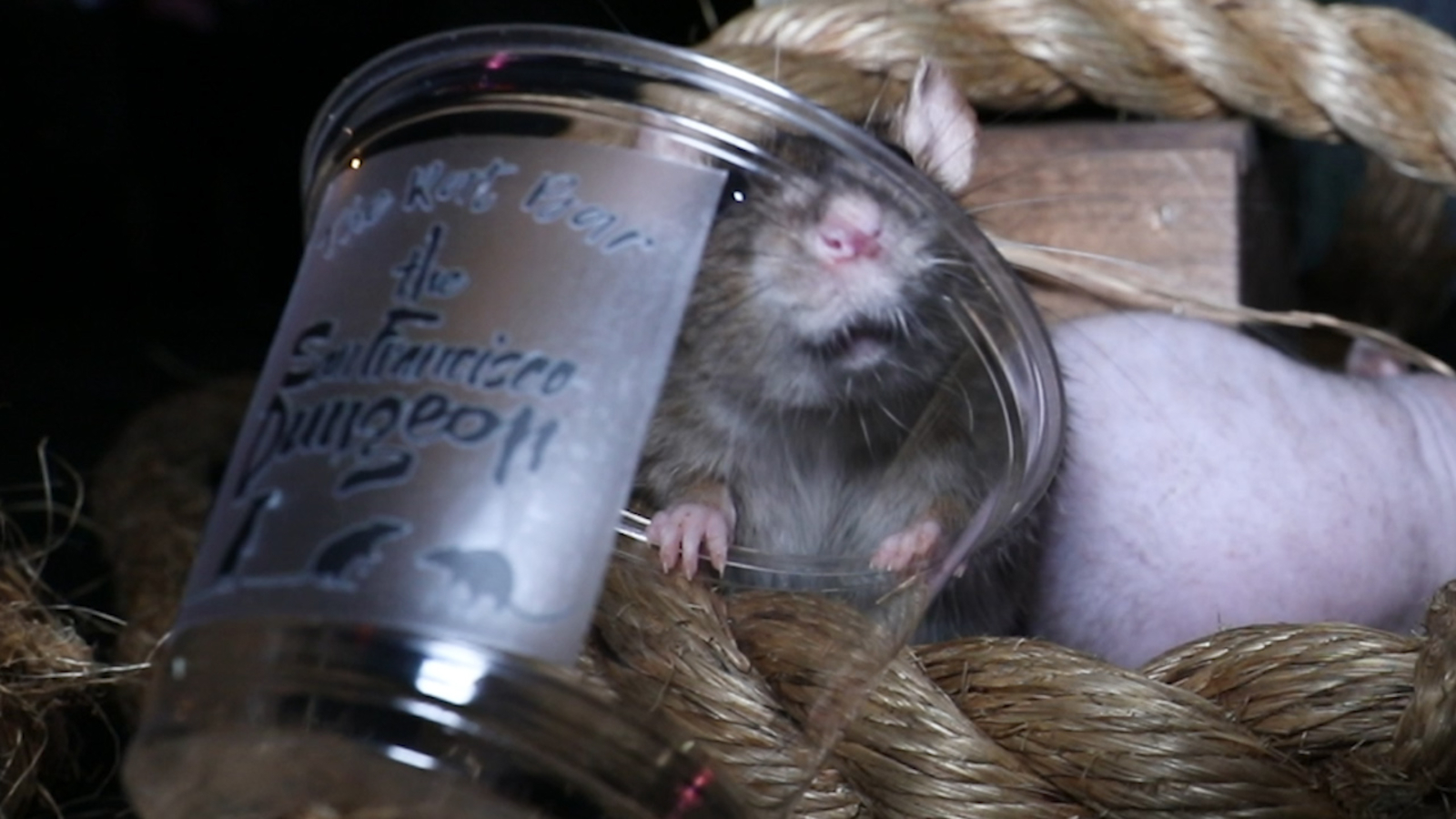 Pop-up 'Rat Bar' in San Francisco lets patrons eat and drink with ...