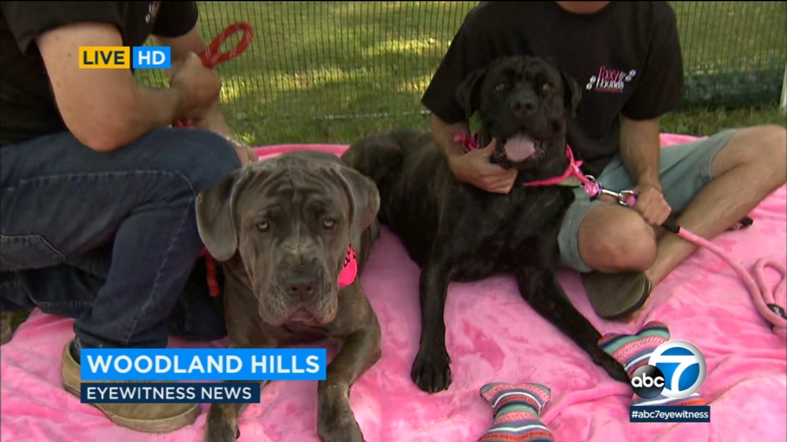 Starlet and Onyx, dogs involved in San Fernando Valley RV chase, make ...