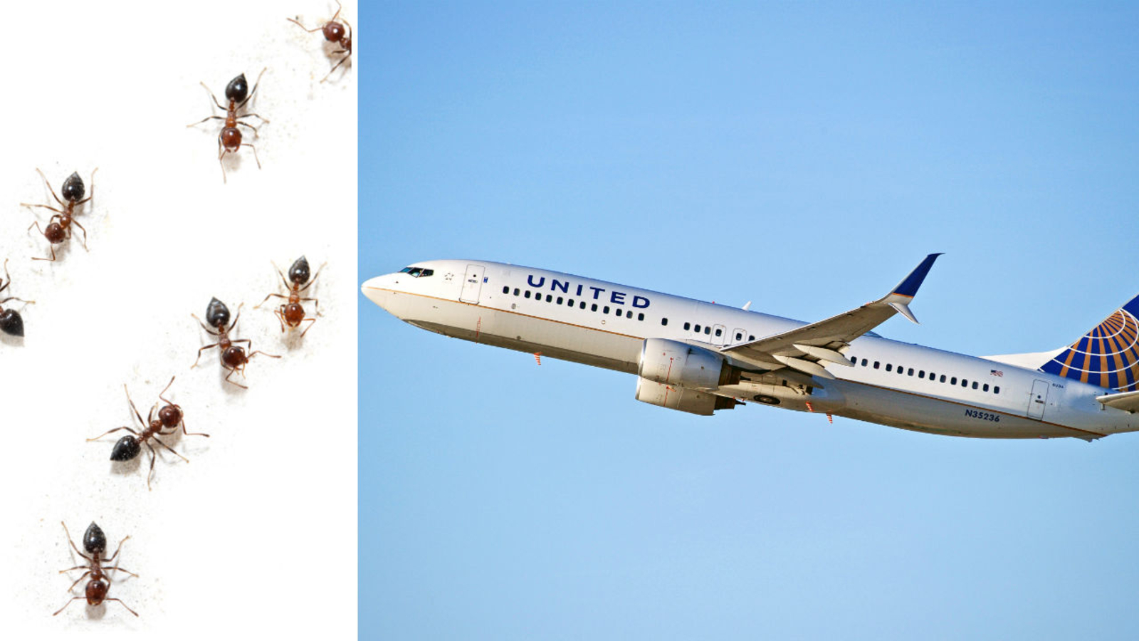 Ants on a plane: Extra pesky passengers hitch ride on international ...