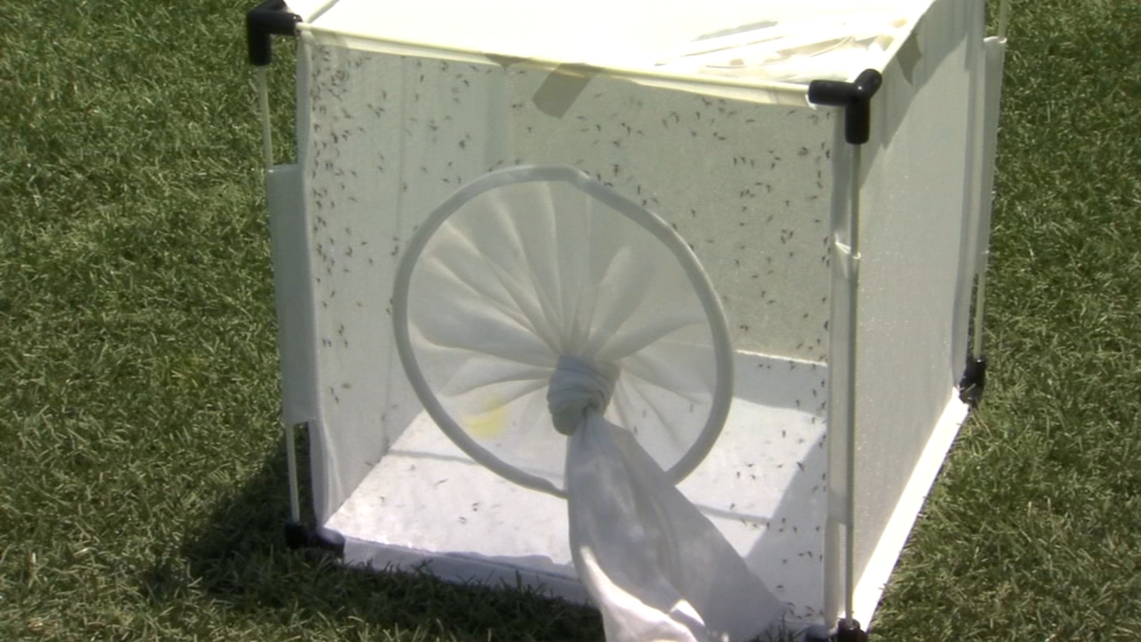 Mosquito release underway in Fresno, Clovis neighborhoods - ABC30 Fresno