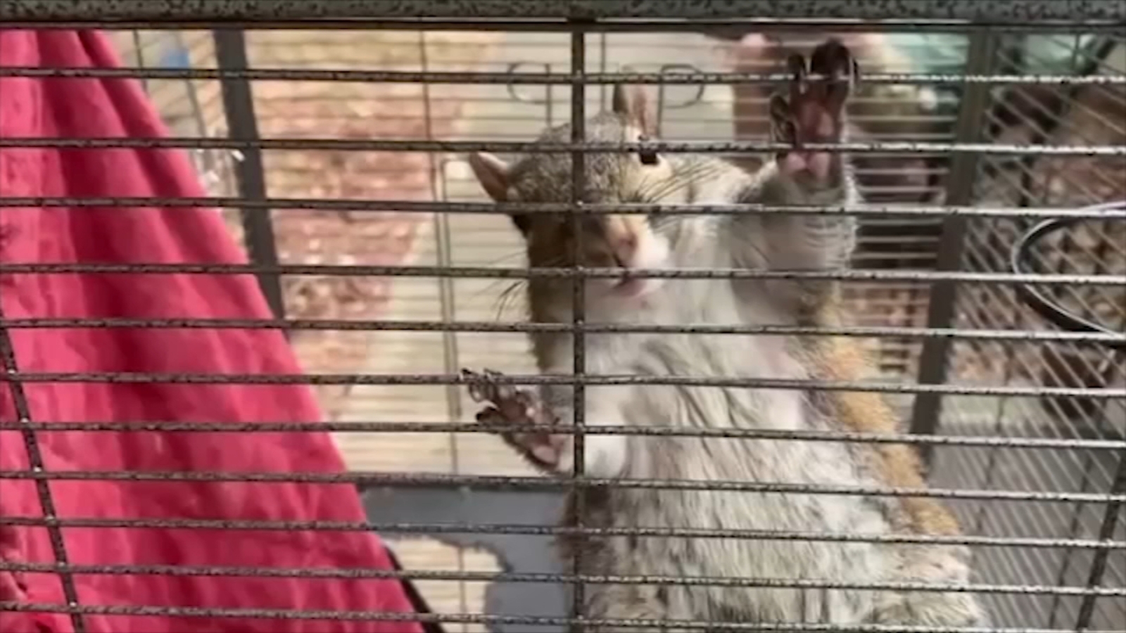 Mickey Paulk gave 'attack squirrel' meth to make it aggressive, reports ...