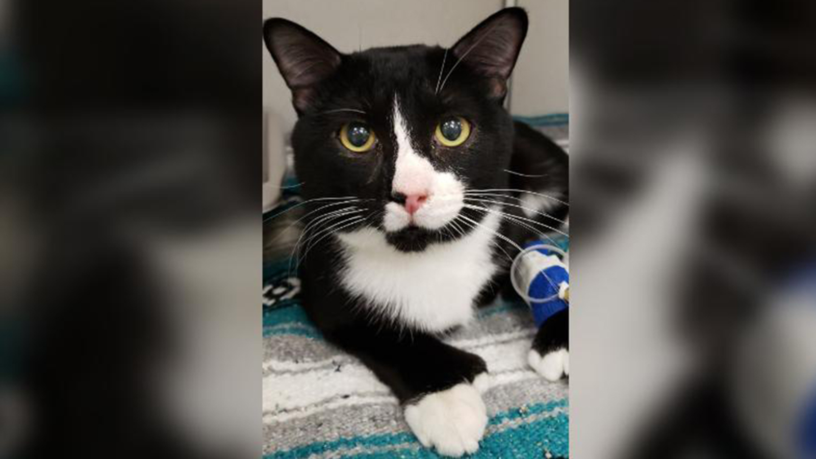 Cat gets stuck in washing machine for 35-minute cycle - ABC13 Houston