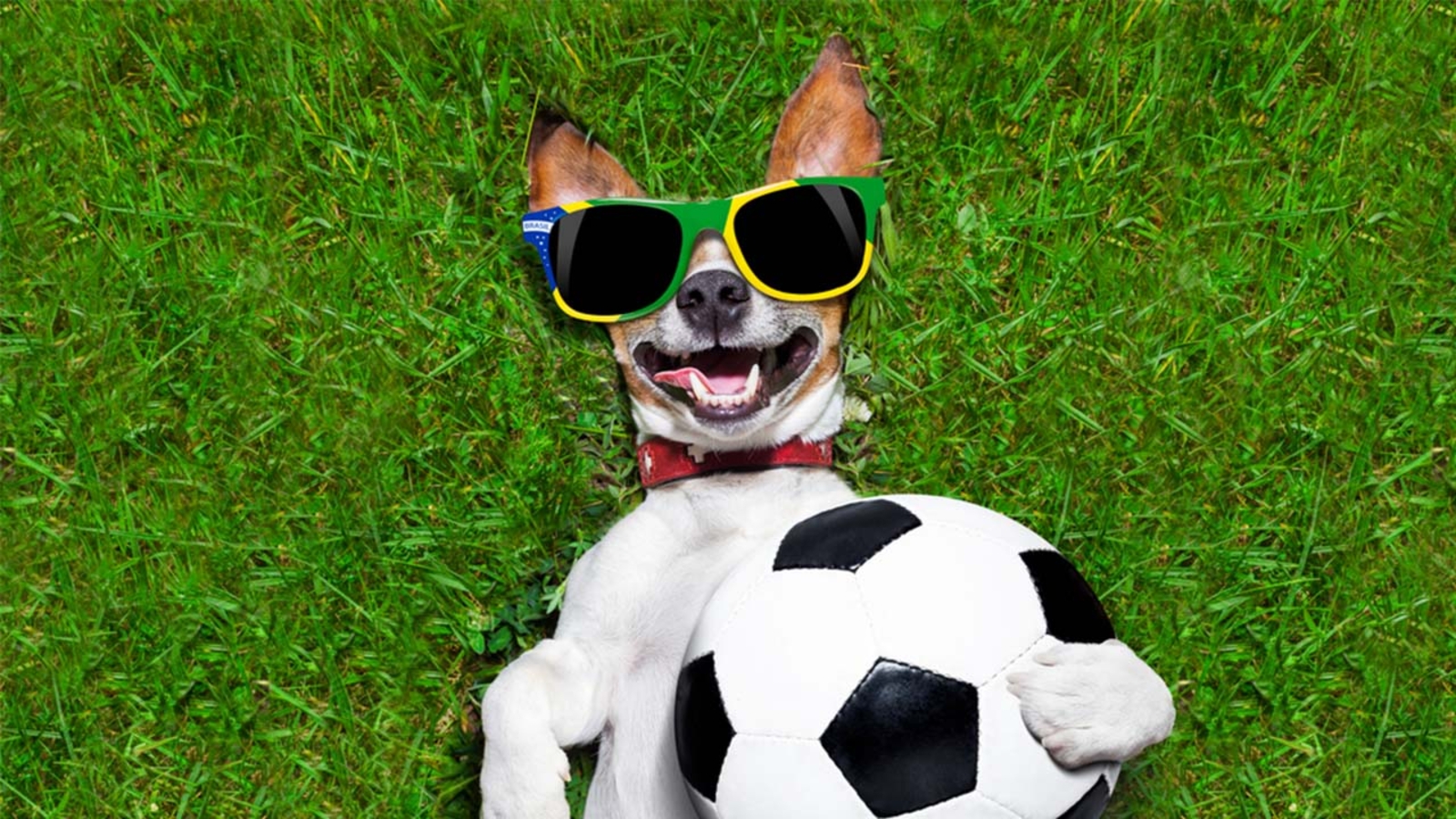 This adorable goaltender dog named Purin sure knows how to block shots ...