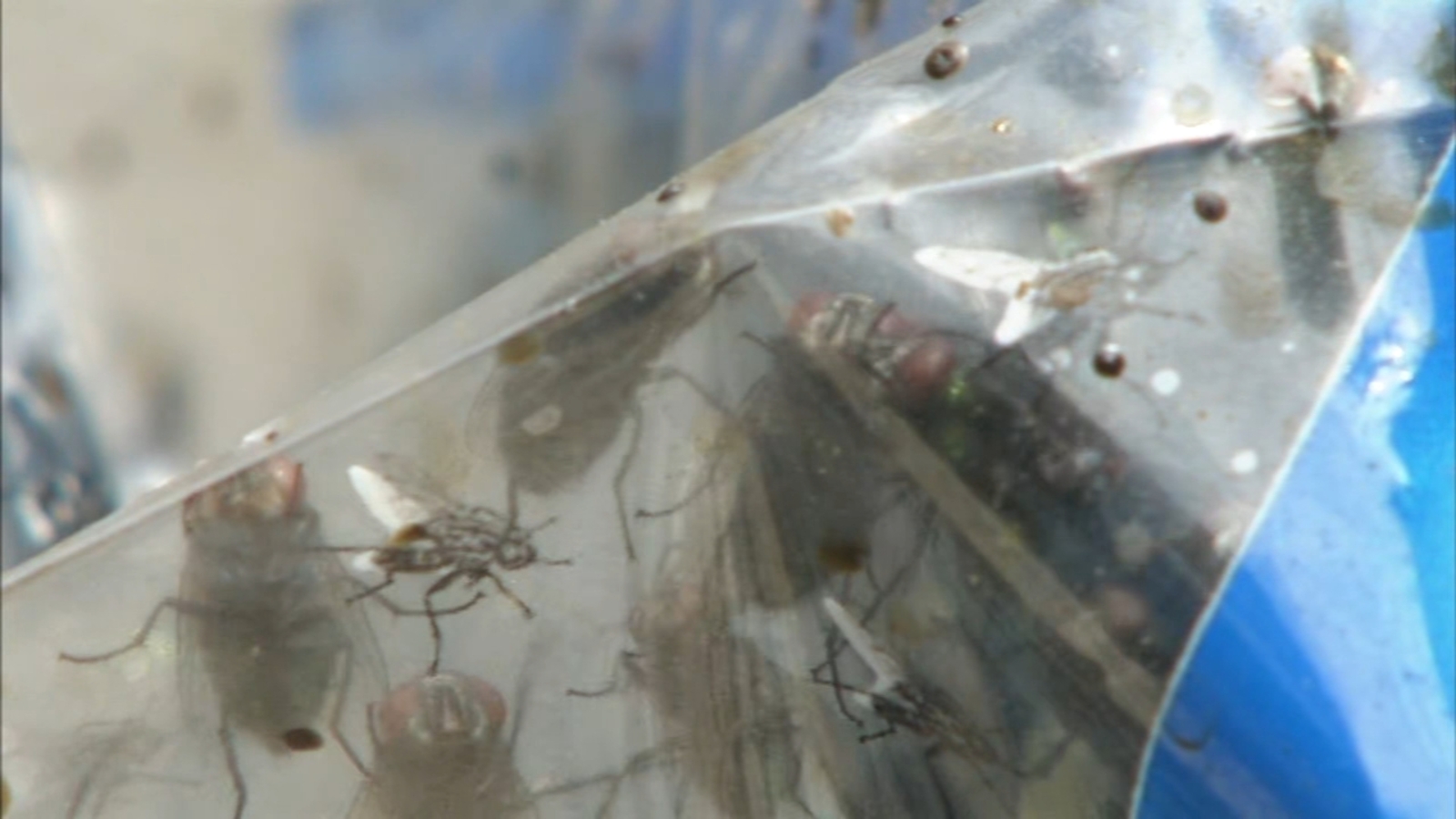 Thousands of flies swarming Upper Darby Township community in ...