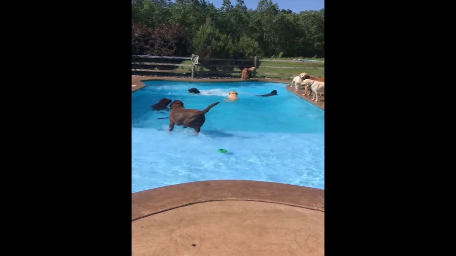 Day care throws pool 'pawty' for group of dogs - 6abc Philadelphia