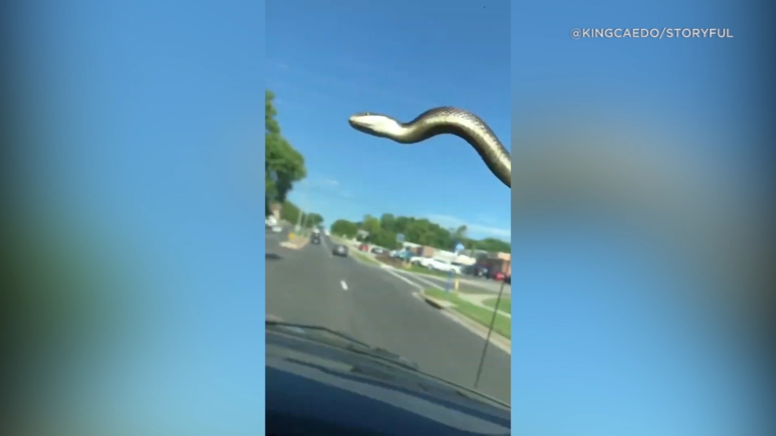 VIDEO: Snake hitches ride on windshield of car - ABC7 Los Angeles