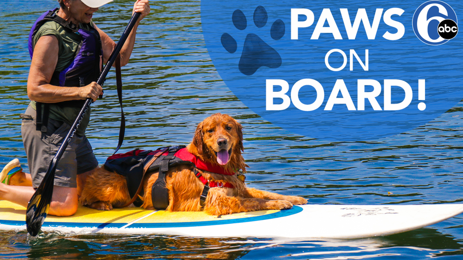 Puppies go for a swim at "Paws on Board" fundraiser - 6abc Philadelphia