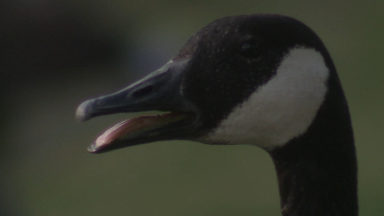 Denver solving geese population problem by feeding them to hungry ...