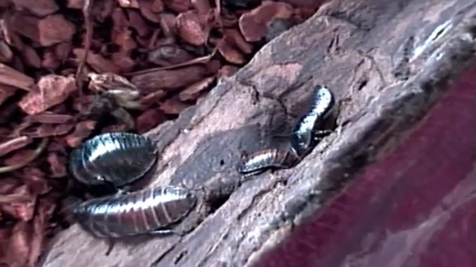 Study: Cockroaches are becoming 'nearly impossible' to kill - ABC13 Houston