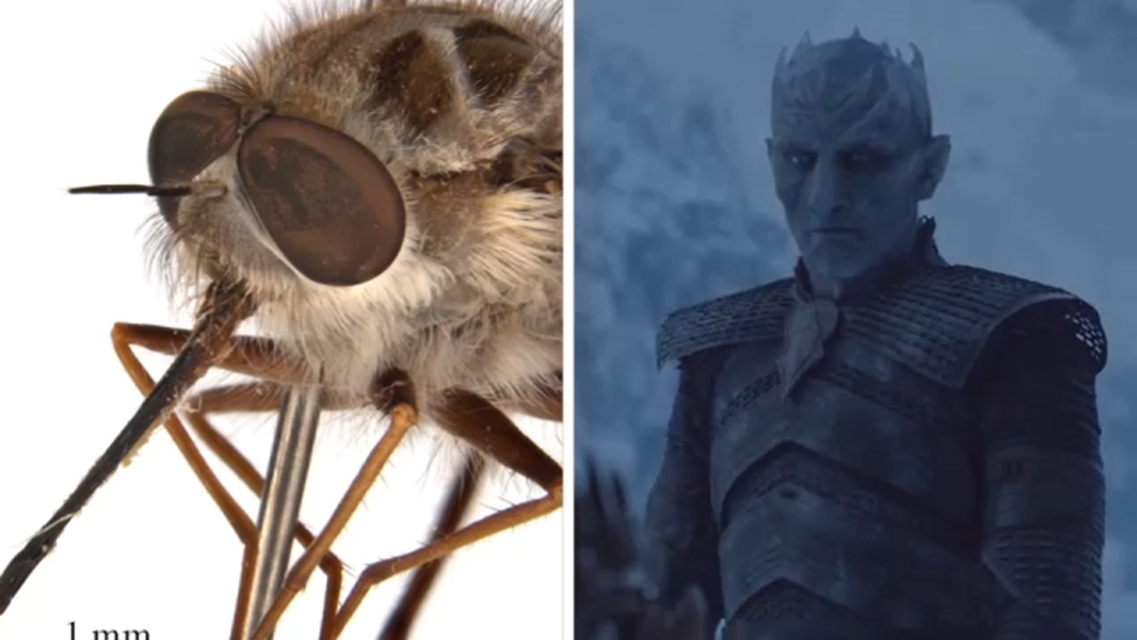 Game of Thrones villain inspires name for new species of fly - ABC7 San ...