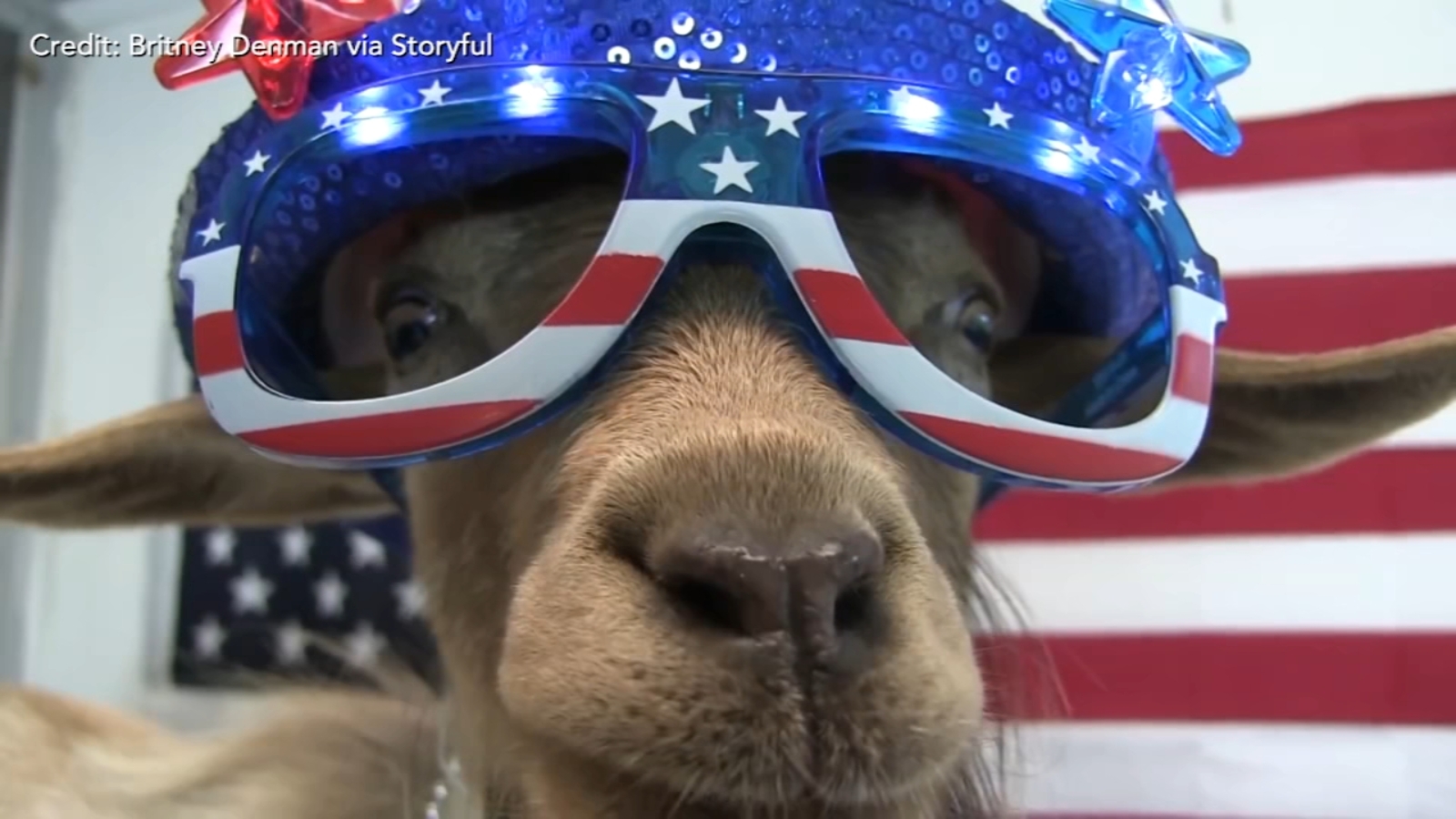 Patriotic goat is prepared to celebrate the Fourth of July in style ...