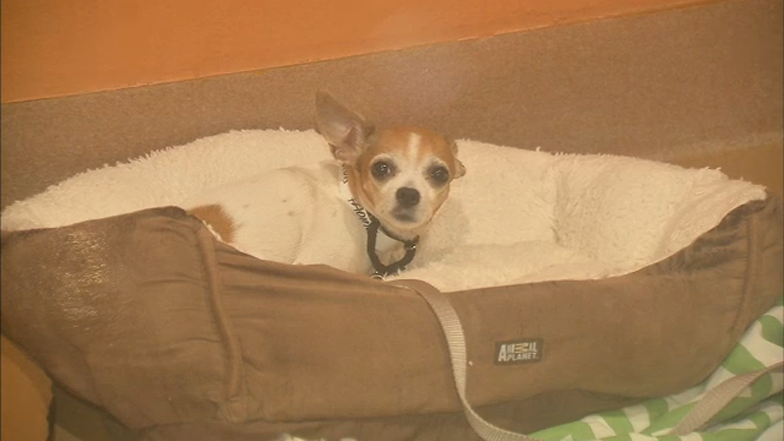 Animal Care and Control, PAWS Chicago receive influx of stray pets on ...